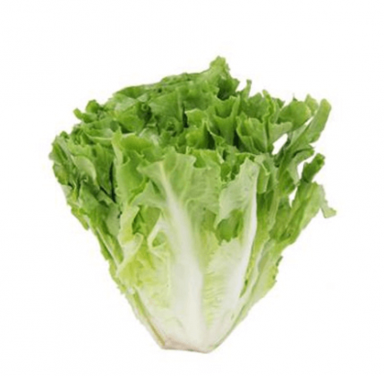 Các Loại Rau Xà Lách và những công dụng tuyệt vời | rauxanh