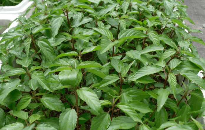 Cây Rau Đay là rau gì? Công dụng và các món ăn bổ dưỡng | rauxanh