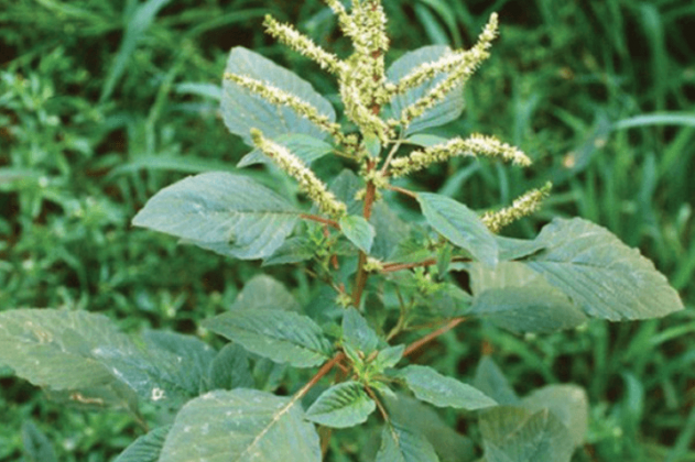 Rau Dền và những công dụng tuyệt vời mà bạn chưa biết | rauxanh