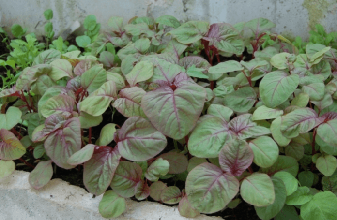 Rau Dền và những công dụng tuyệt vời mà bạn chưa biết | rauxanh