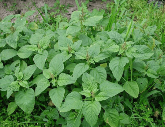 Rau Dền và những công dụng tuyệt vời mà bạn chưa biết | rauxanh