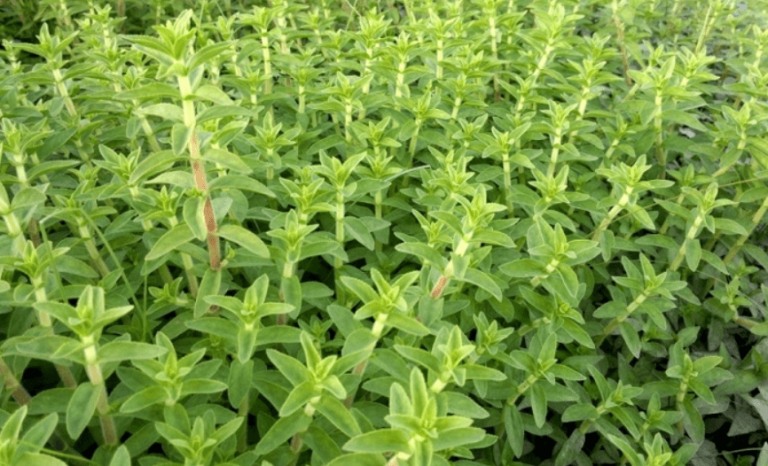 Phân biệt 15 loại rau thơm phổ biến ở Việt Nam | rauxanh