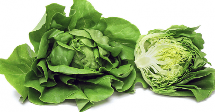 Các Loại Rau Xà Lách và những công dụng tuyệt vời | rauxanh