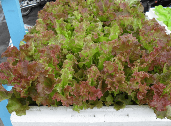 Các Loại Rau Xà Lách và những công dụng tuyệt vời | rauxanh