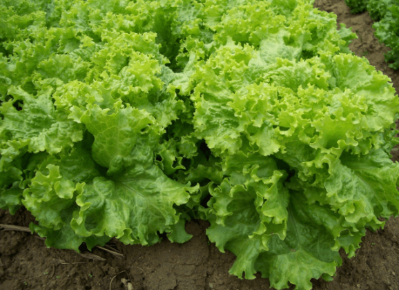 Các Loại Rau Xà Lách và những công dụng tuyệt vời | rauxanh