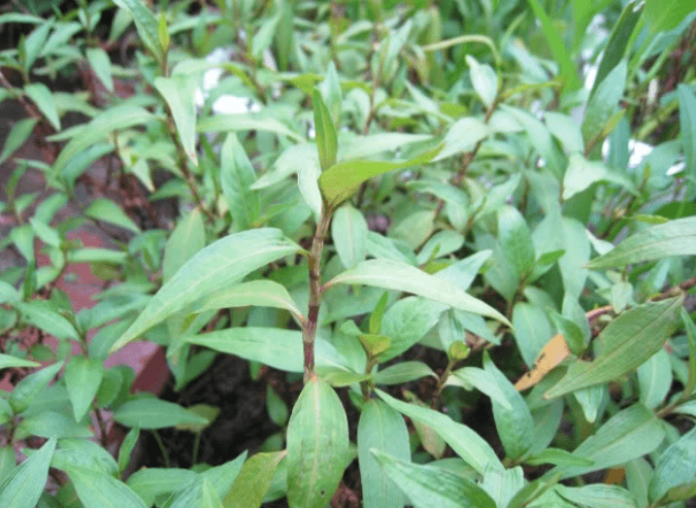 Rau Răm với những công dụng hữu ích mà ít ai biết đến | rauxanh