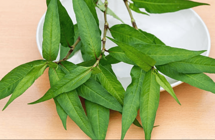 Phân biệt 15 loại rau thơm phổ biến ở Việt Nam | rauxanh