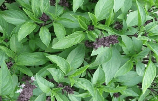 Phân biệt 15 loại rau thơm phổ biến ở Việt Nam | rauxanh