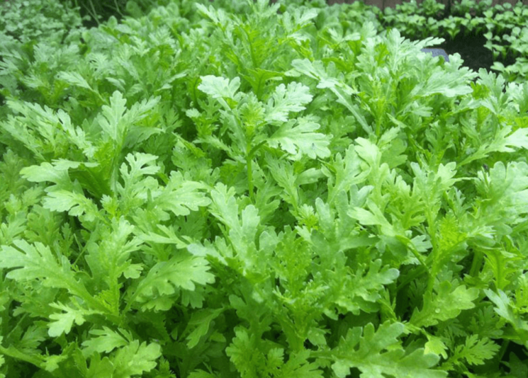 Rau Tần Ô, Rau Cải Cúc có tác dụng gì đối với sức khỏe | rauxanh