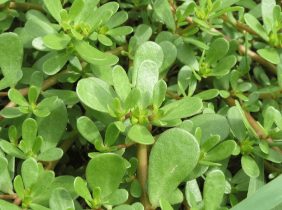 Rau sam một loại cây cỏ dại trở thành dược liệu quý | rauxanh