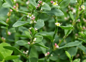 Phân biệt 3 loại Rau Đắng, Đắng Đất, Đắng Biển và công dụng của chúng ...