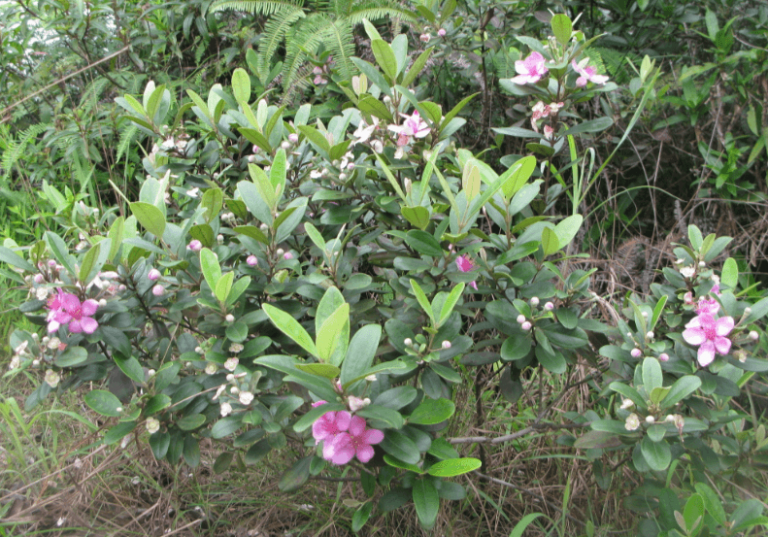 Cây hoa sim tím trở thành cây cảnh tuyệt đẹp được săn lùng | rauxanh