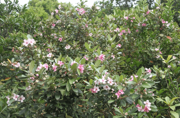 Cây hoa sim tím trở thành cây cảnh tuyệt đẹp được săn lùng | rauxanh