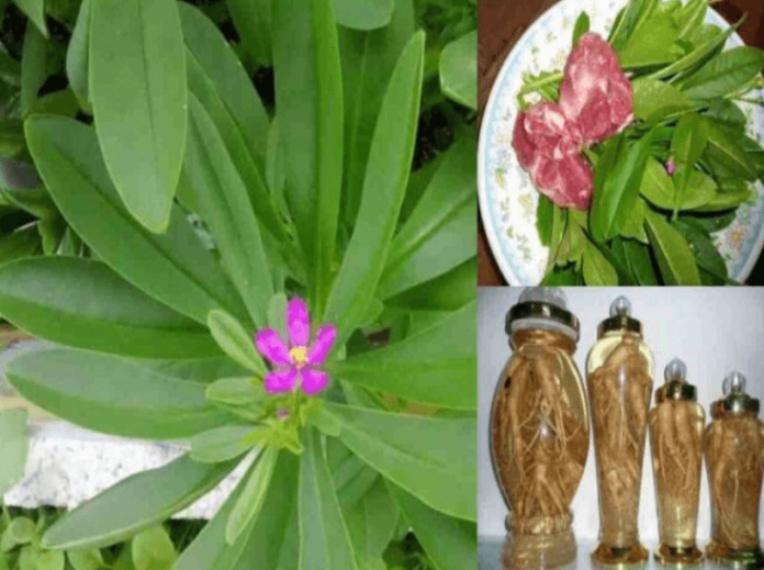 Cây rau sâm đất món ngon bổ dưỡng cho triệu gia đình Việt | rauxanh