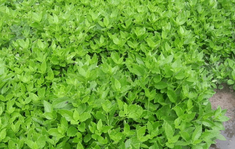 Rau bầu đất một loại rau nấu canh ngon và bổ dưỡng mùa hè | rauxanh